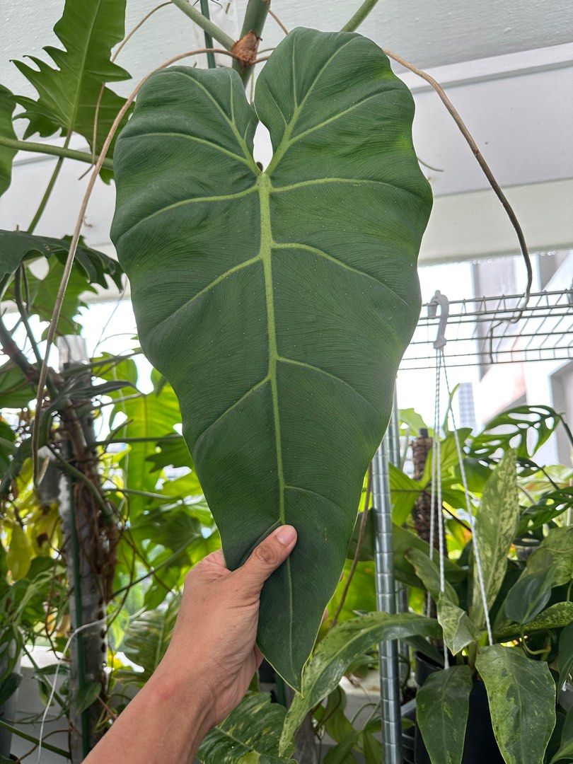 Philodendron Maximum top cut (large/mature), Furniture & Home Living ...