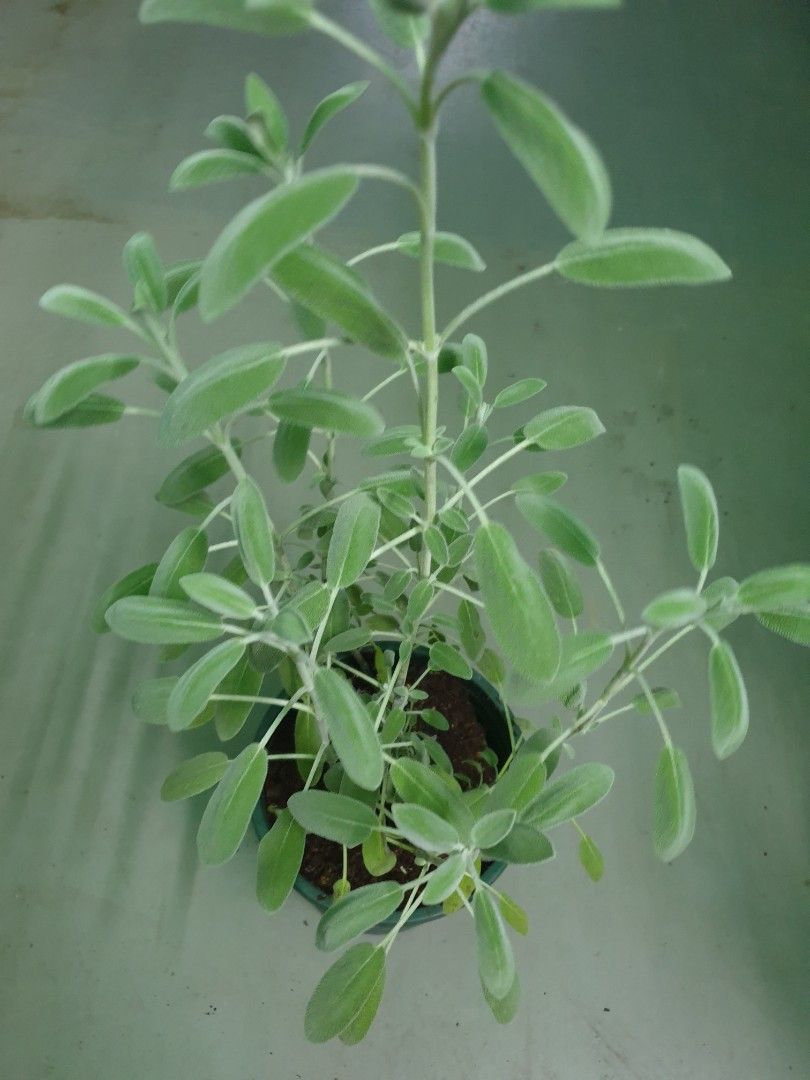 Salvia Offcinalis Sagw Broadleaf Sage Herbs Medicine Plant, Furniture ...