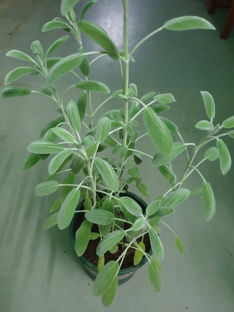 Salvia Offcinalis Sagw Broadleaf Sage Herbs Medicine Plant, Furniture ...