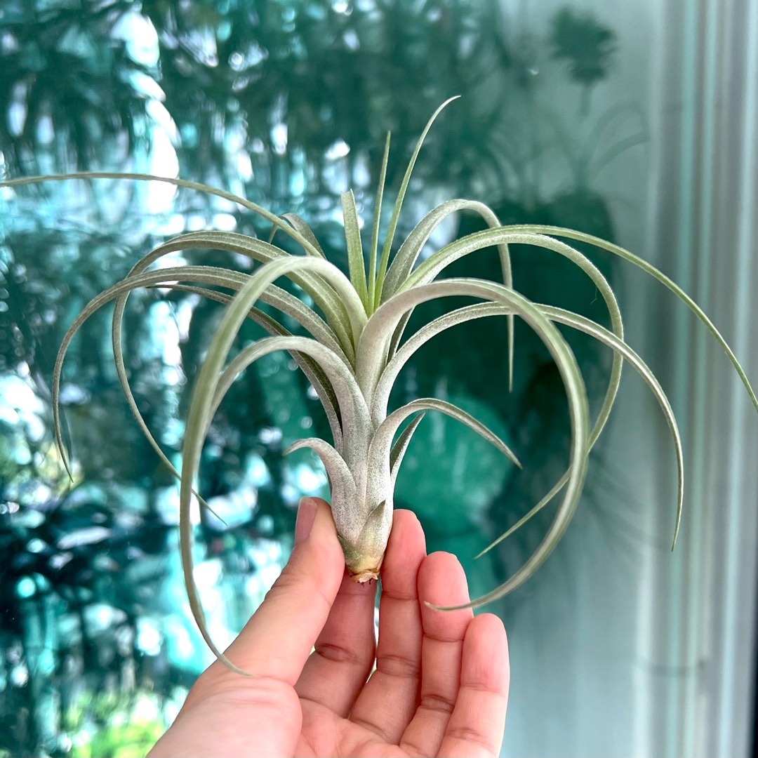 Tillandsia ionantha Hondurensis x balbisiana X, Furniture & Home Living ...