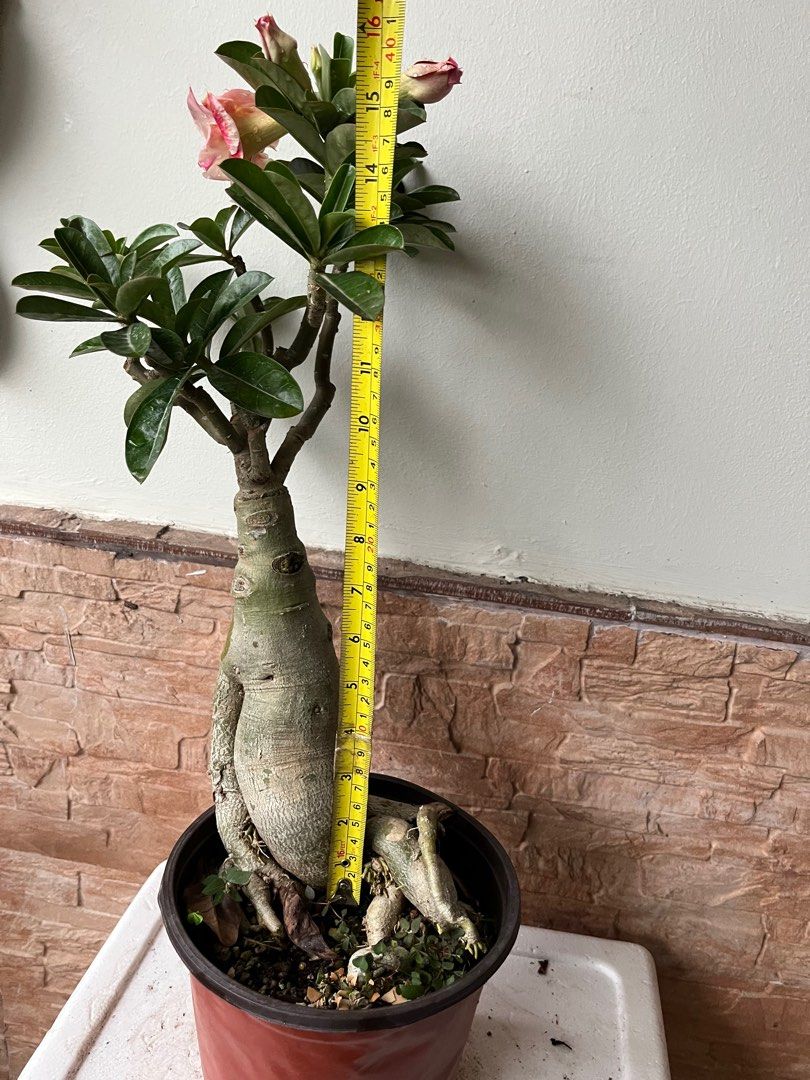 Unique root adenium, Furniture & Home Living, Gardening, Plants & Seeds ...