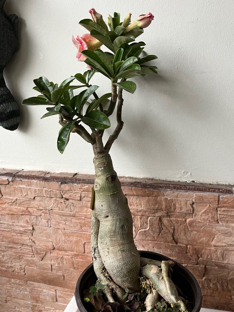 Unique root adenium, Furniture & Home Living, Gardening, Plants & Seeds ...