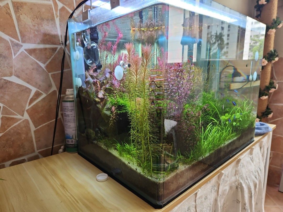 60cm curved front aquarium with 120cm stand and fluval 207 external ...