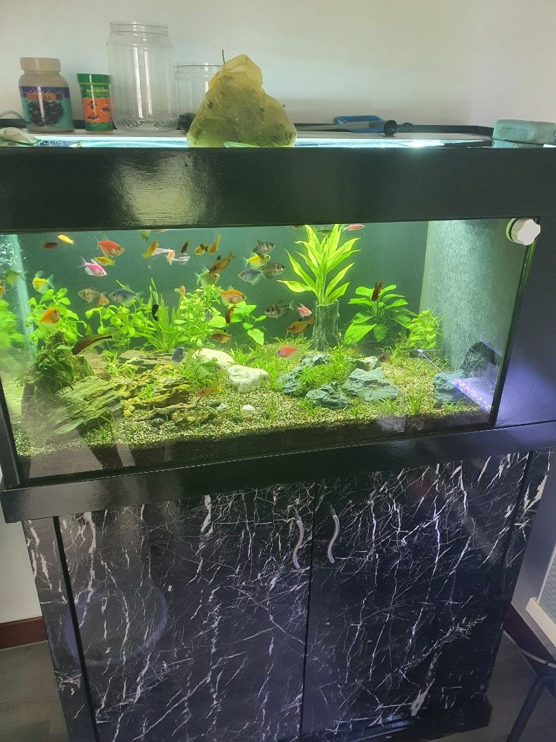 Big Aquarium Fish Tank With Side Sump and Cabinet, Pet Supplies, Homes ...