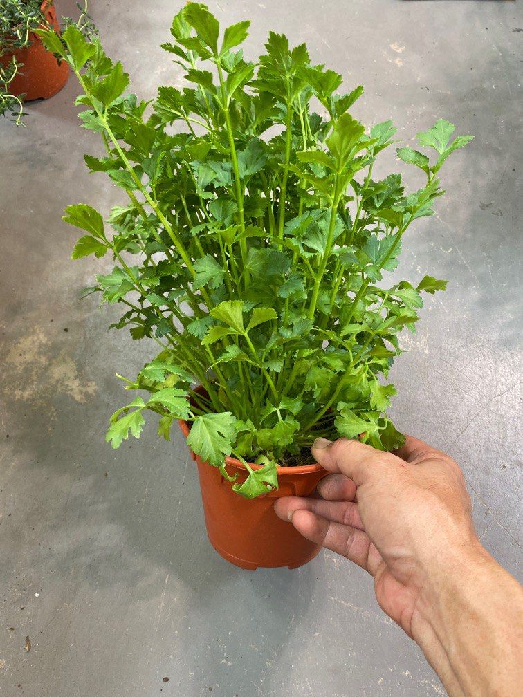 Chinese Celery/Daun Saderi in 15cm pot, Furniture & Home Living ...