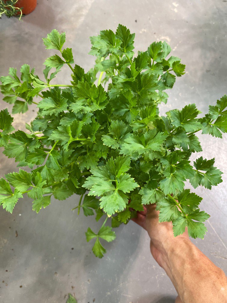 Chinese Celery/Daun Saderi in 15cm pot, Furniture & Home Living ...
