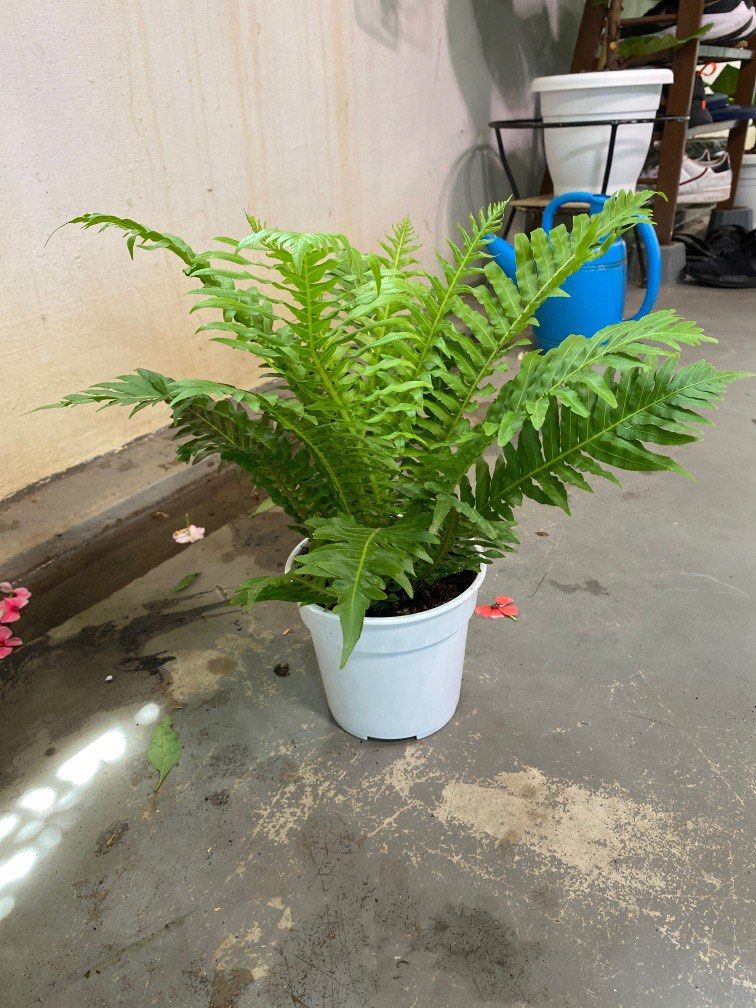 Dwarf Tree Fern ., Furniture & Home Living, Gardening, Plants & Seeds ...
