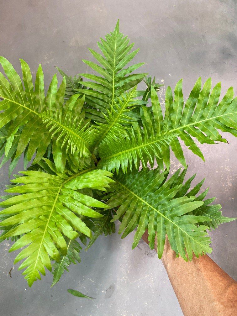 Dwarf Tree Fern ., Furniture & Home Living, Gardening, Plants & Seeds ...