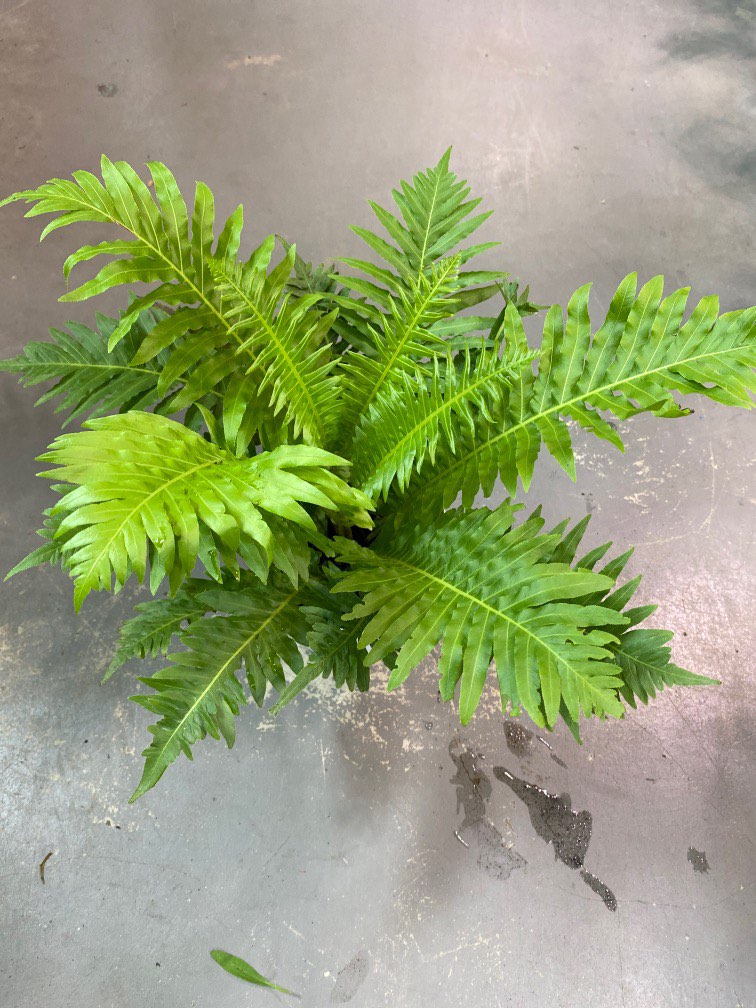 Dwarf Tree Fern ., Furniture & Home Living, Gardening, Plants & Seeds ...