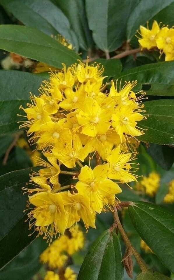 Pokok bunga yellow star utk kelulut, Furniture & Home Living, Gardening ...