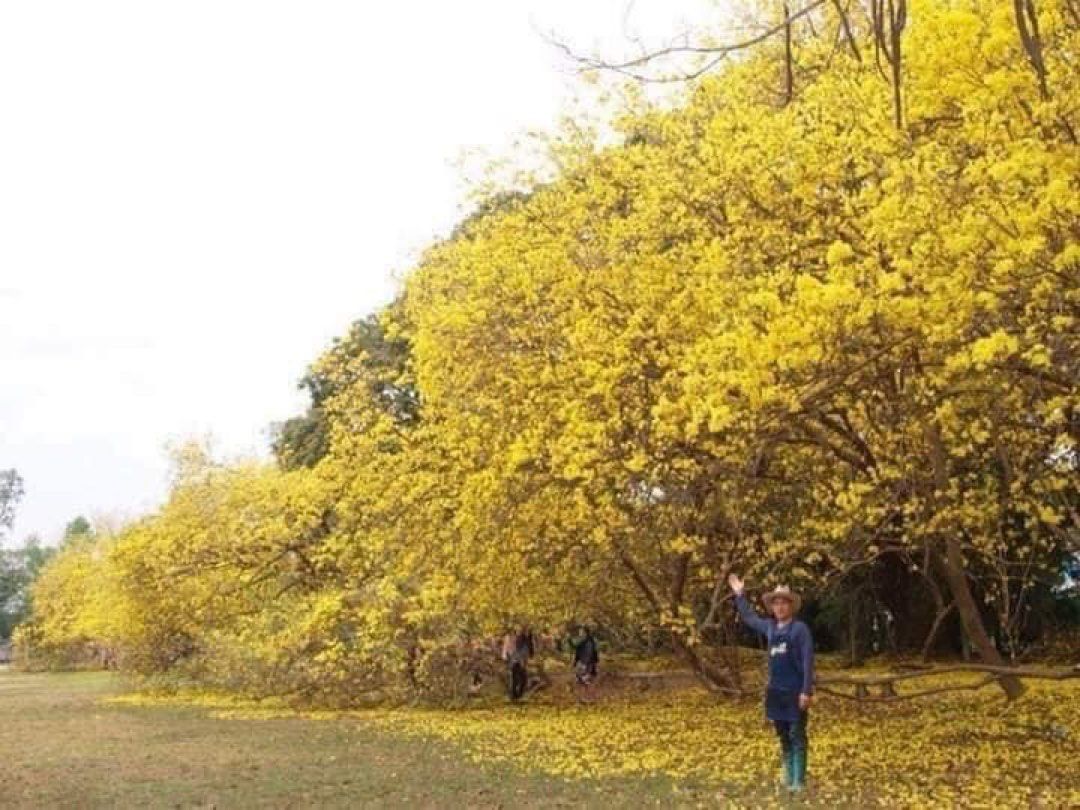 Pokok bunga yellow star utk kelulut, Furniture & Home Living, Gardening ...