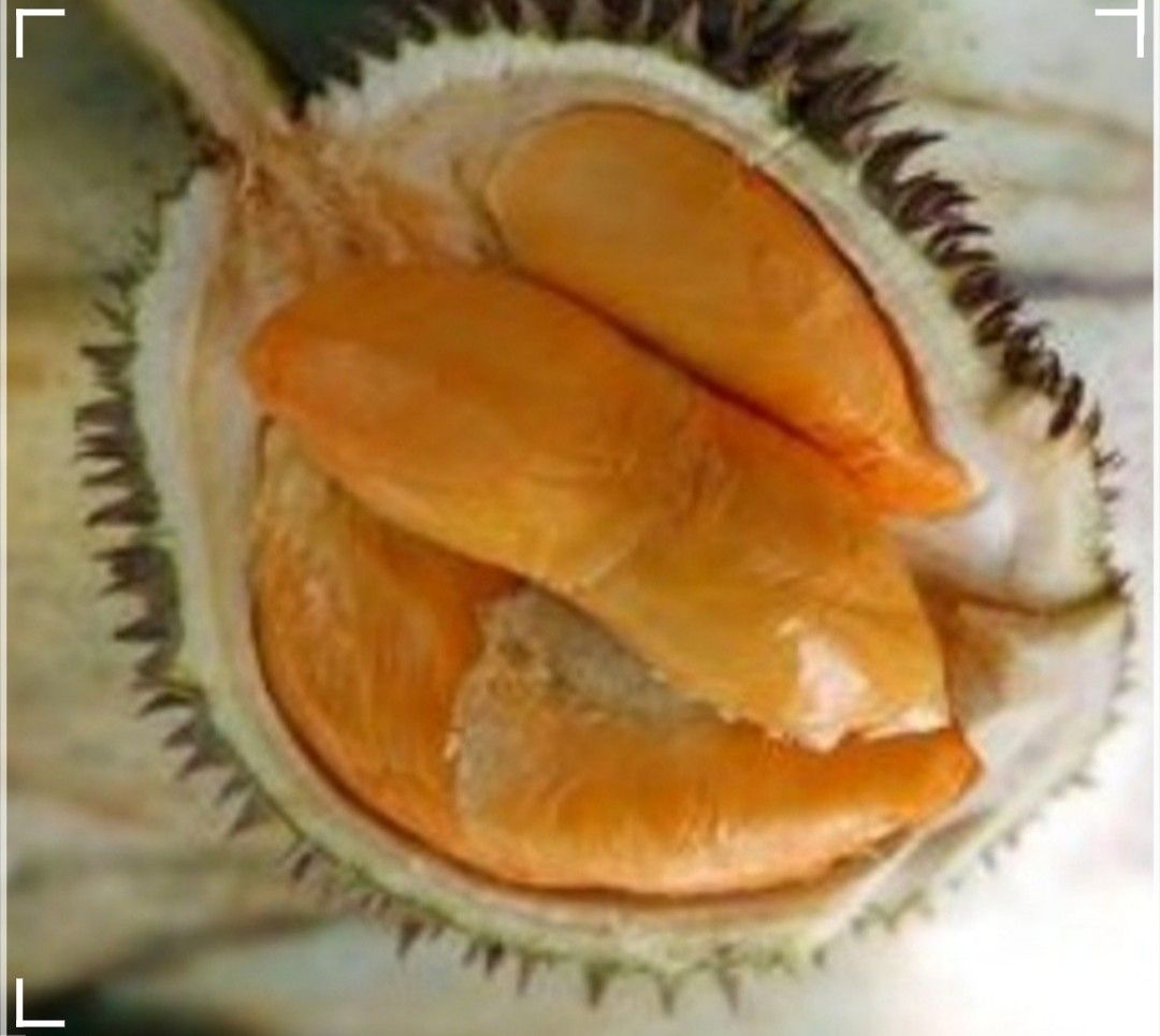 Red prawn durian plant, Furniture & Home Living, Gardening, Plants ...