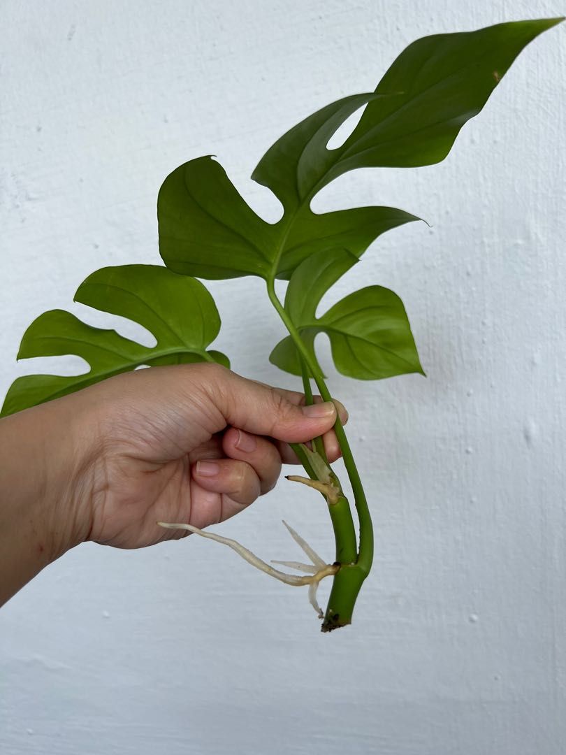 Mini Monstera Rhaphidophora Tetrasperma, Furniture & Home Living ...
