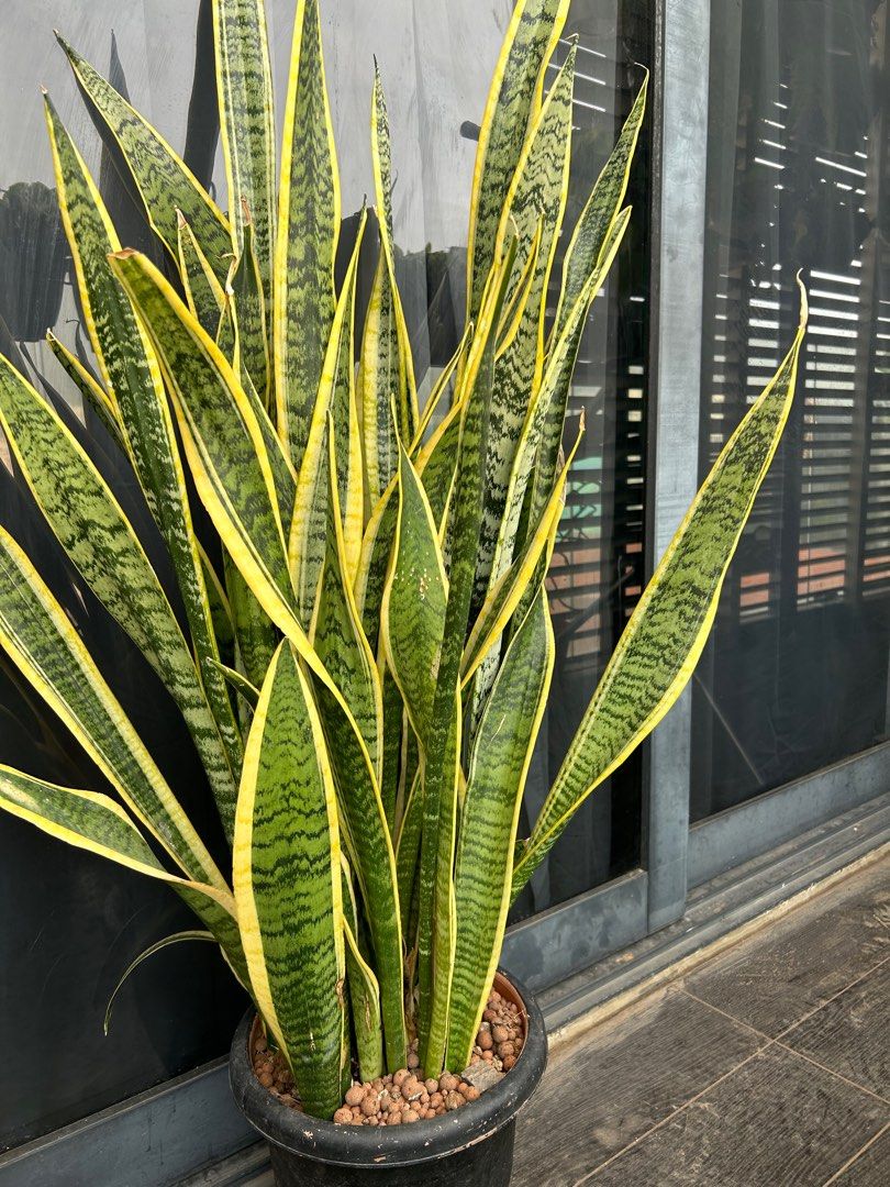 Sansevieria (Tall, bushy and healthy growth), Furniture & Home Living ...