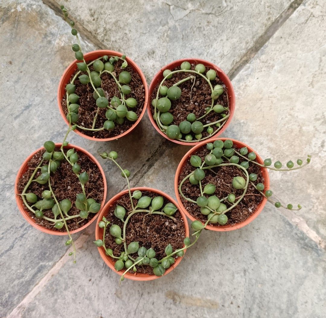 String of pearls succulents plant, Furniture & Home Living, Gardening ...