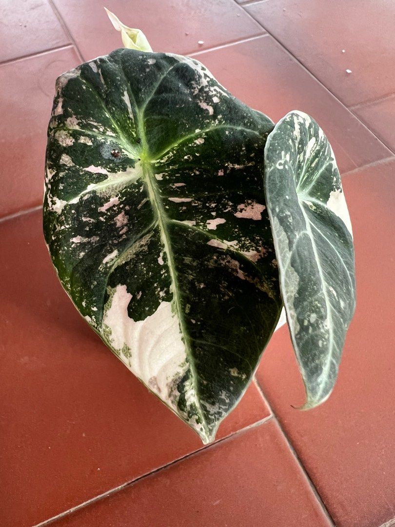 Alocasia black velvet variegated, Furniture & Home Living, Gardening ...