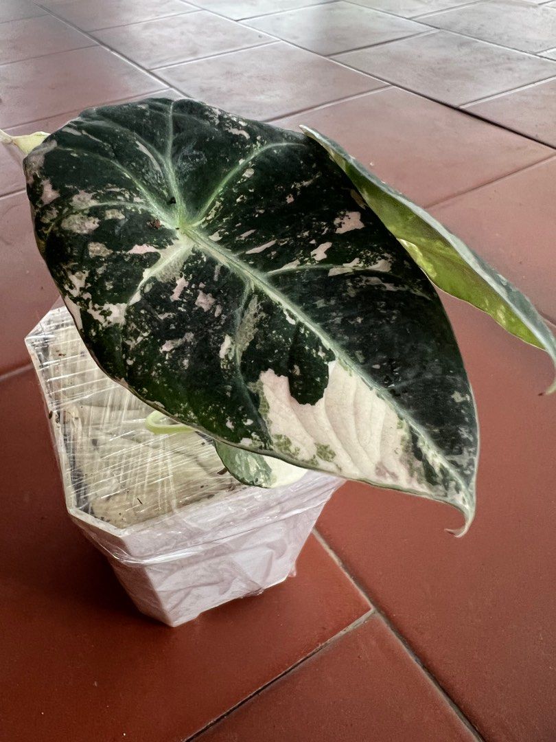 Alocasia black velvet variegated, Furniture & Home Living, Gardening ...