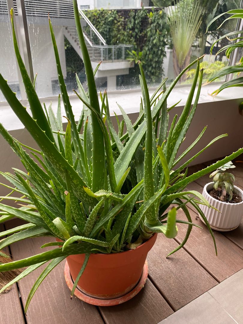 Aloe Vera plant, Furniture & Home Living, Gardening, Plants & Seeds on ...