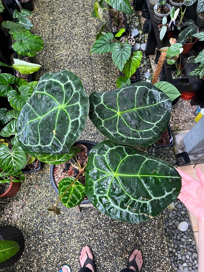 Anthurium Forgetti White Stripe (Mother Plant), Furniture & Home Living ...