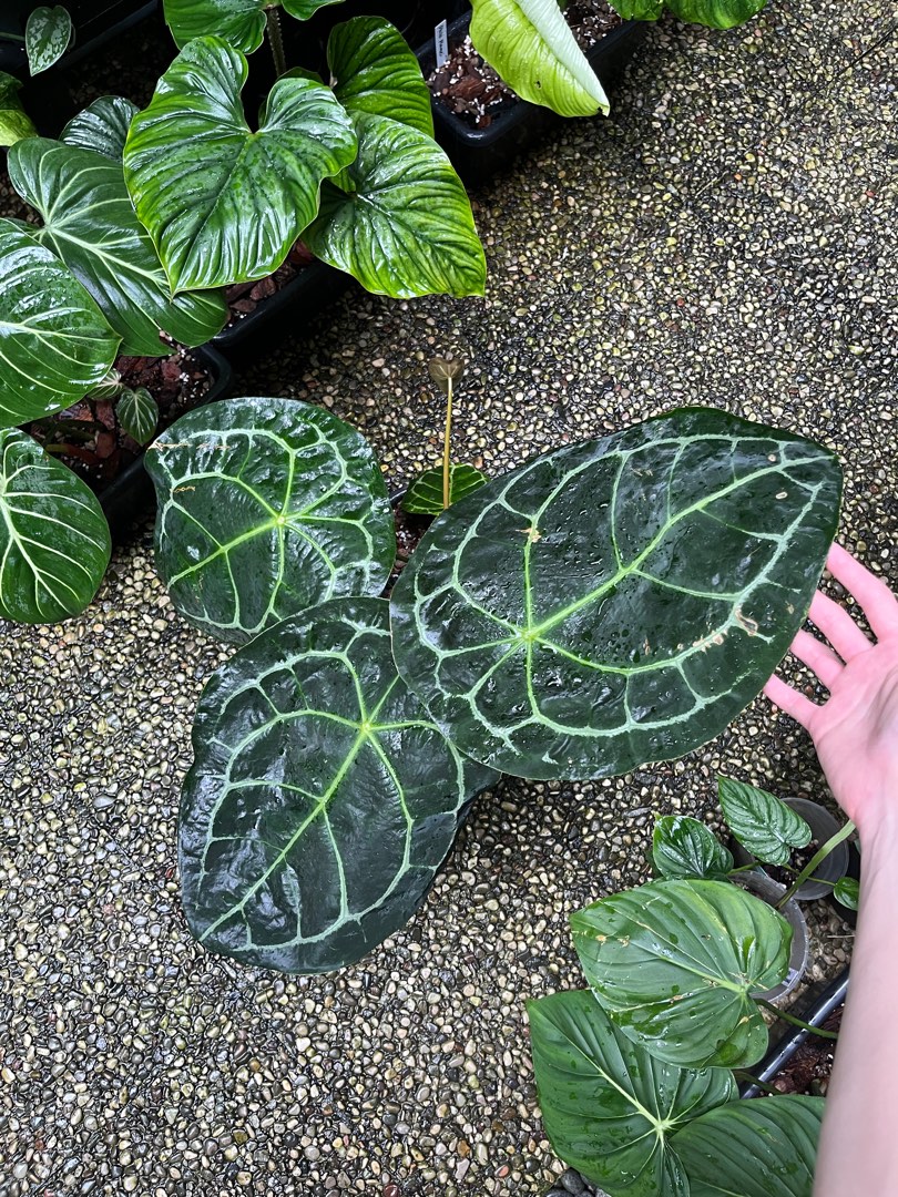 Anthurium Forgetti White Stripe (Mother Plant), Furniture & Home Living ...