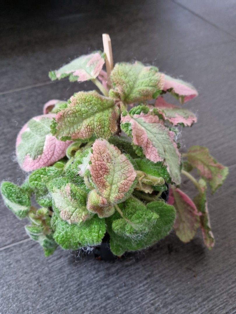Episcia Picasso big pot A, Furniture & Home Living, Gardening, Plants ...