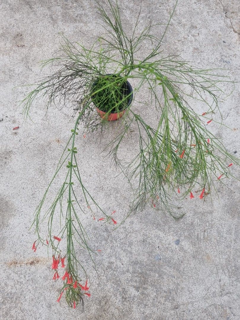 Fire cracker plant, Furniture & Home Living, Gardening, Plants & Seeds ...