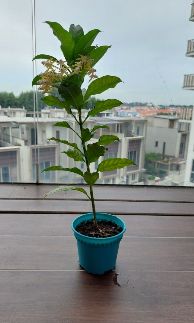 (whole plant) hoya multiflora, Furniture & Home Living, Gardening ...