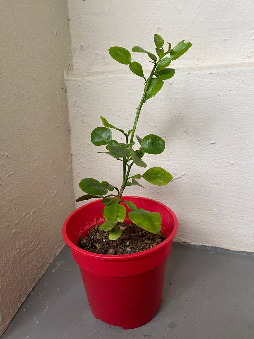 Kaffir Lime / Limau Purut plant, Furniture & Home Living, Gardening ...
