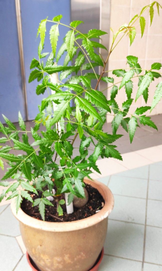Neem plant, Furniture & Home Living, Gardening, Plants & Seeds on Carousell