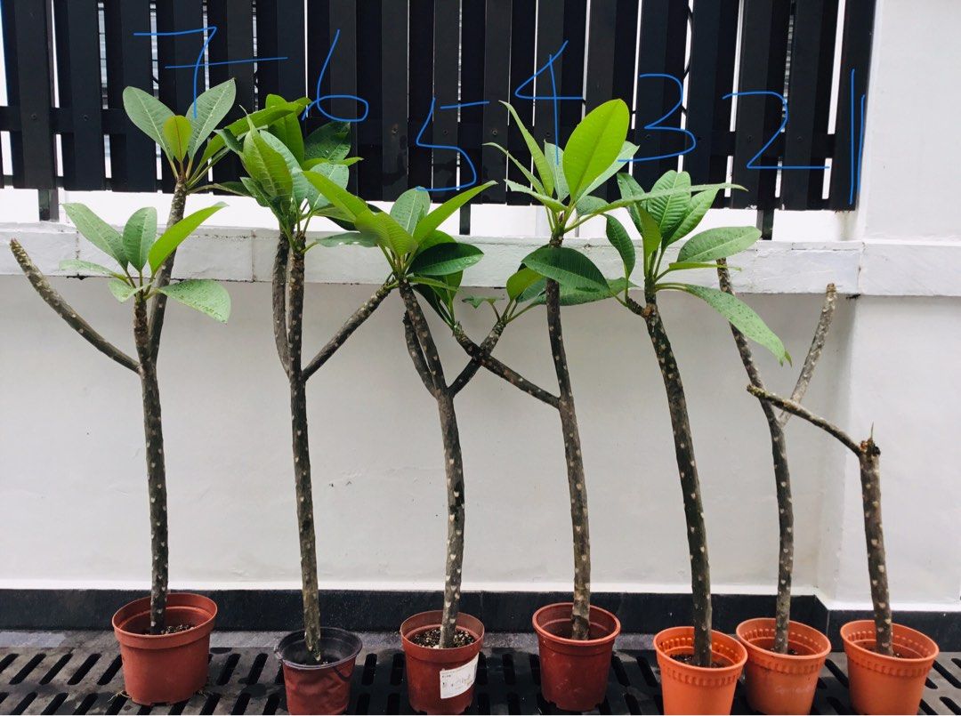 New Batch ! Frangipani Plants Multiple Branches Plumeria w/ Fuchsia Red ...