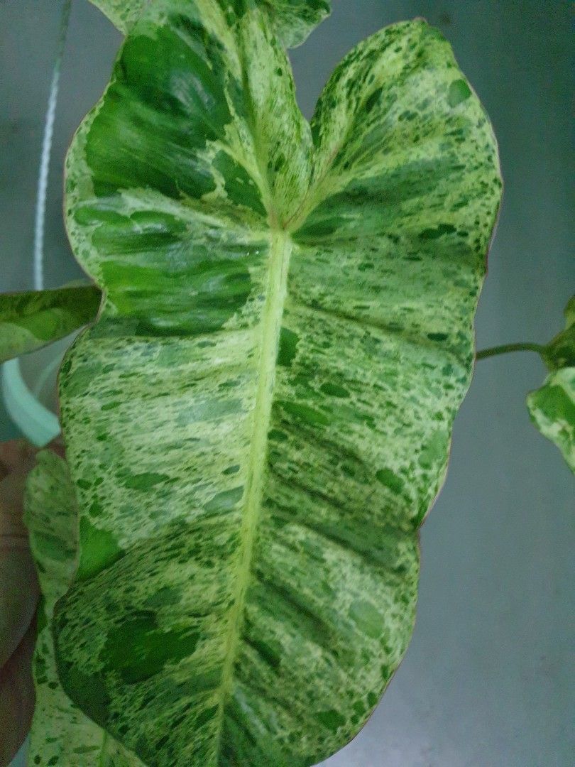 Philodendron Paraiso Verde Marble Queen Variegated, Furniture & Home ...