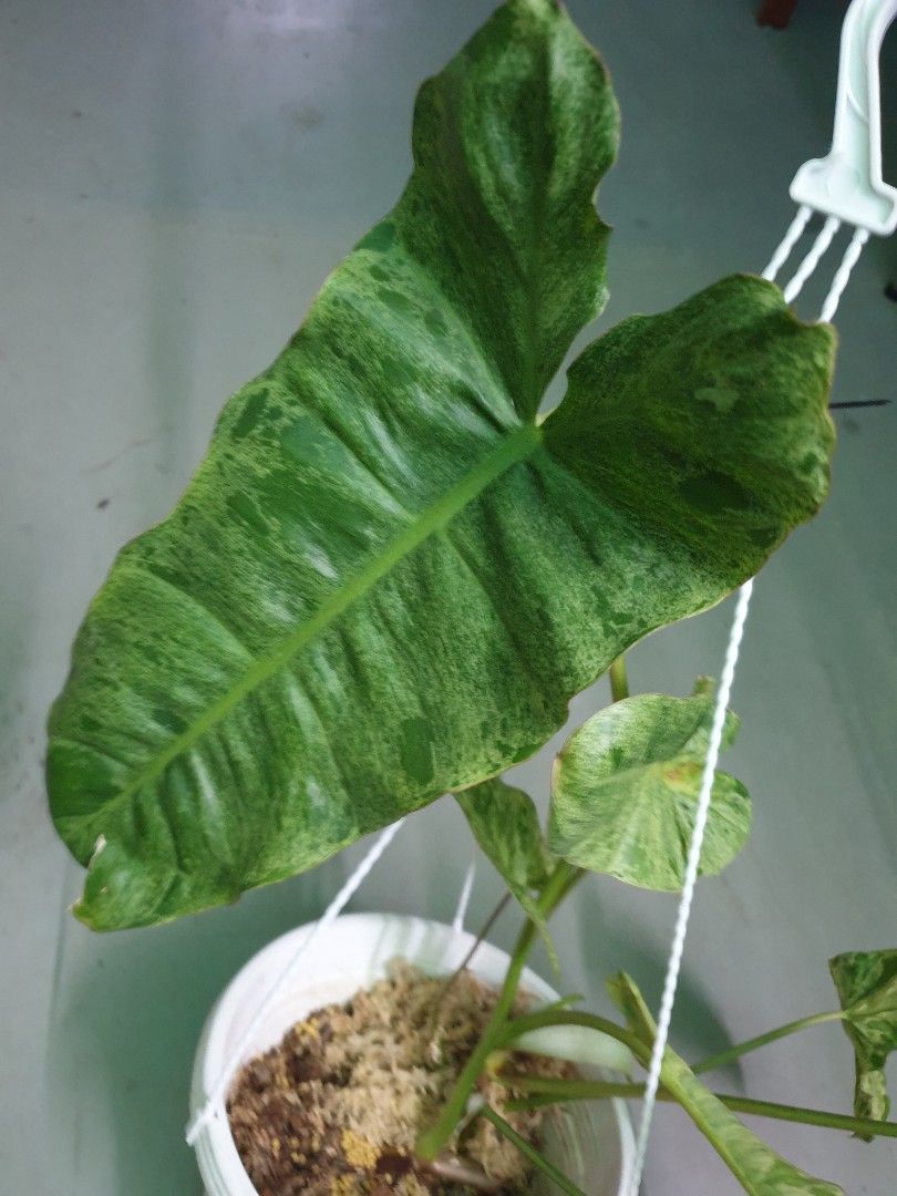 Philodendron Paraiso Verde Marble Queen Variegated, Furniture & Home ...