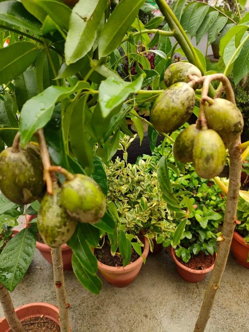 Balonglong, Furniture & Home Living, Gardening, Plants & Seeds on Carousell