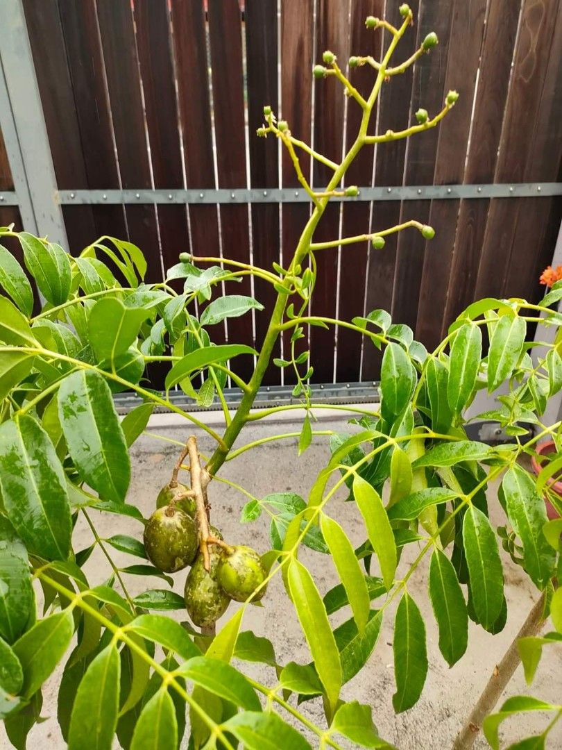 Balonglong, Furniture & Home Living, Gardening, Plants & Seeds on Carousell