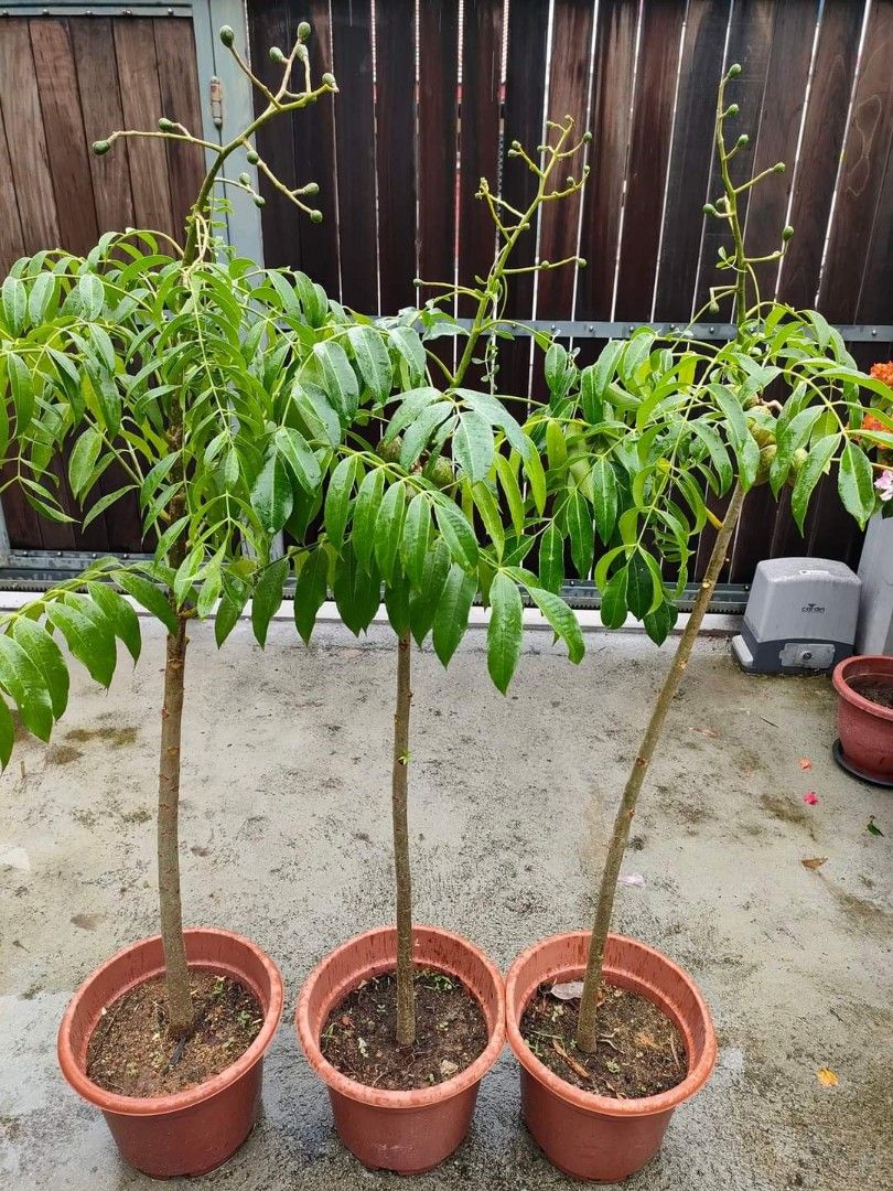 Balonglong, Furniture & Home Living, Gardening, Plants & Seeds on Carousell