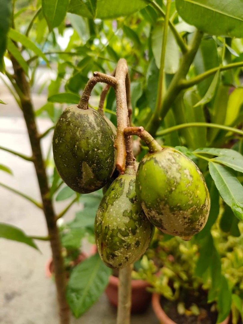 Balonglong, Furniture & Home Living, Gardening, Plants & Seeds on Carousell