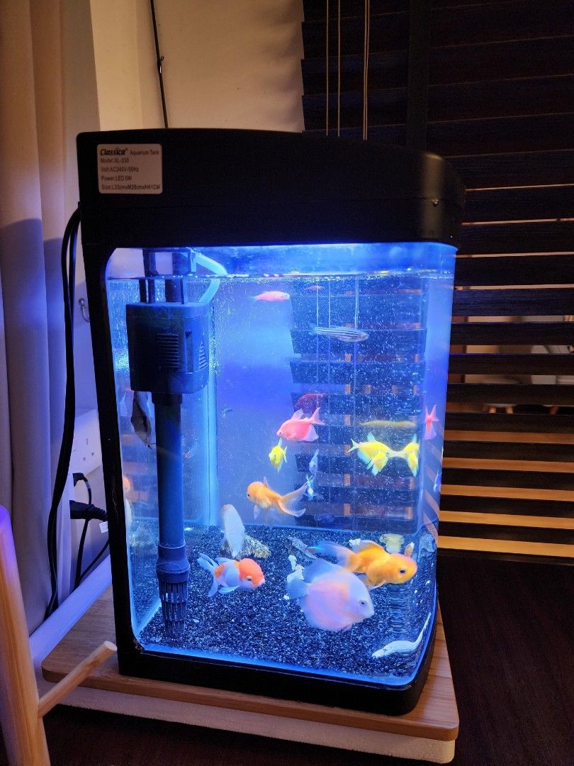 Rare " Beautiful front curve fish tank 33cm by 26cm by 41cm, Furniture ...