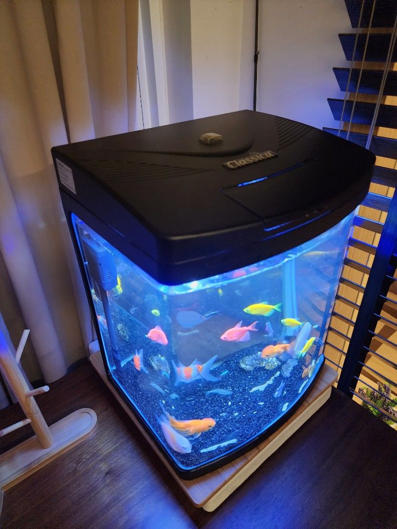 Rare " Beautiful front curve fish tank 33cm by 26cm by 41cm, Furniture ...