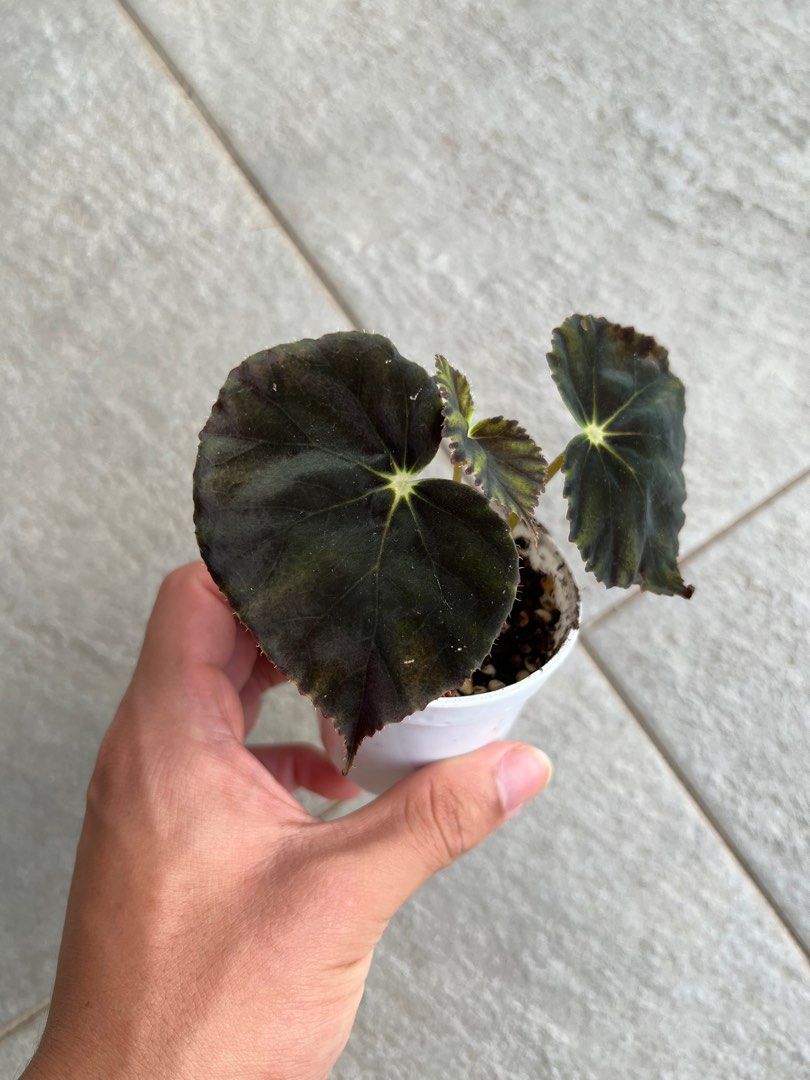 Begonia Mazae Nigricans, Furniture & Home Living, Gardening, Plants ...
