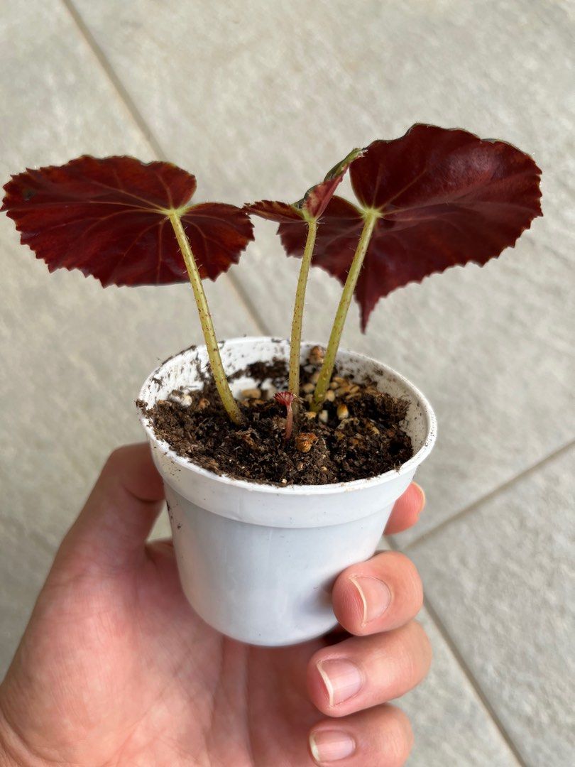 Begonia Mazae Nigricans, Furniture & Home Living, Gardening, Plants ...