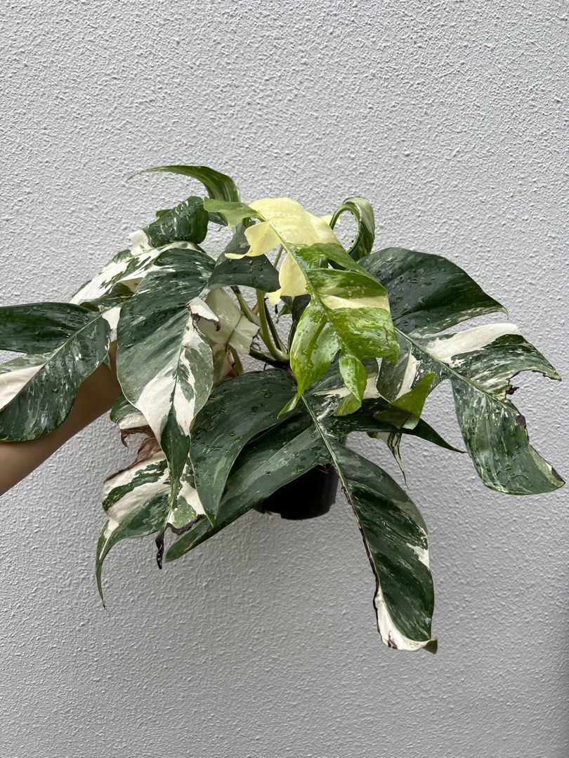 Epipremnum Pinnatum Albo, Furniture & Home Living, Gardening, Plants ...