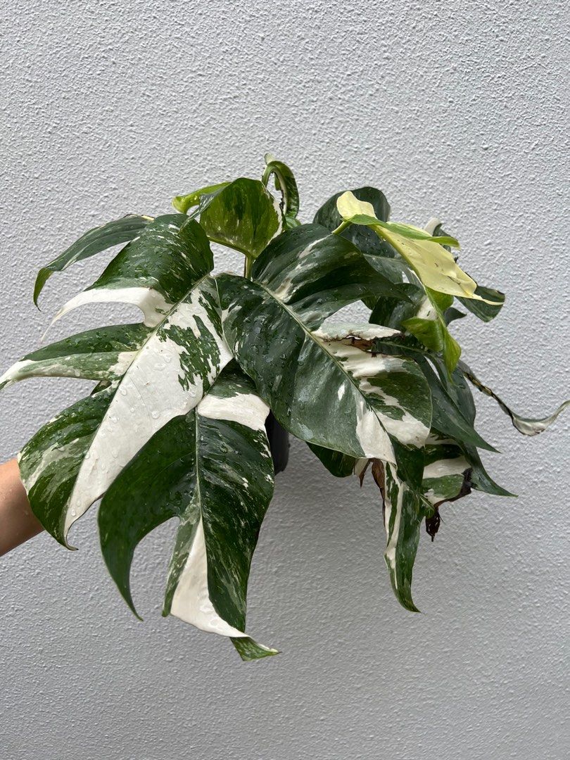 Epipremnum Pinnatum Albo, Furniture & Home Living, Gardening, Plants ...