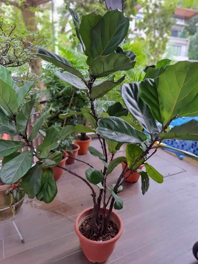 Fiddle Leaf Fig - real plant, Furniture & Home Living, Gardening ...