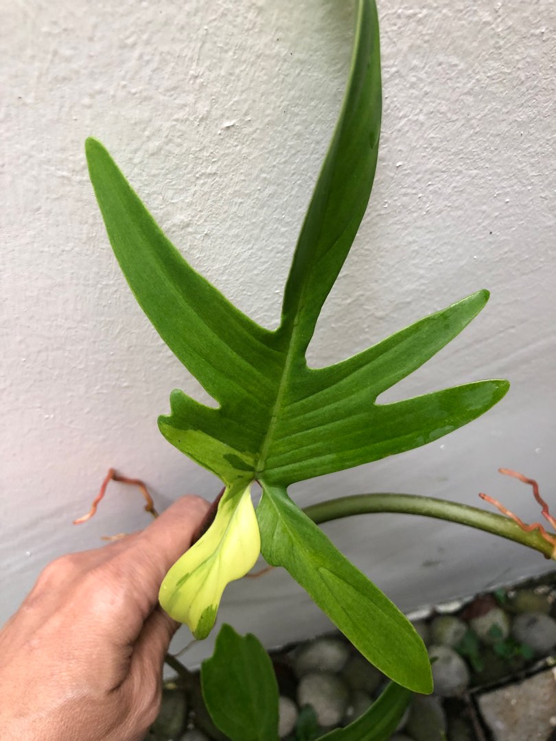 SALE Florida ghost variegated, Furniture & Home Living, Gardening ...