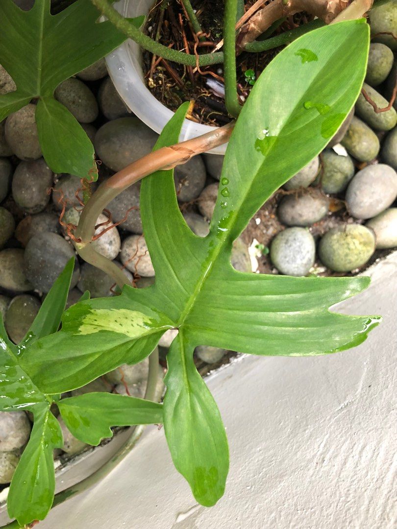 SALE Florida ghost variegated, Furniture & Home Living, Gardening ...