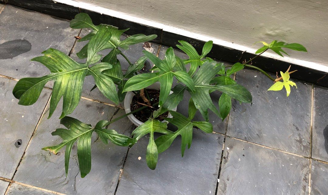 SALE Florida ghost variegated, Furniture & Home Living, Gardening ...