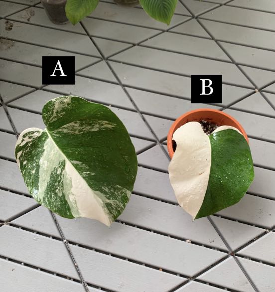 Monstera Albo Mid Cuts Marble and Sectorial, Furniture & Home Living ...