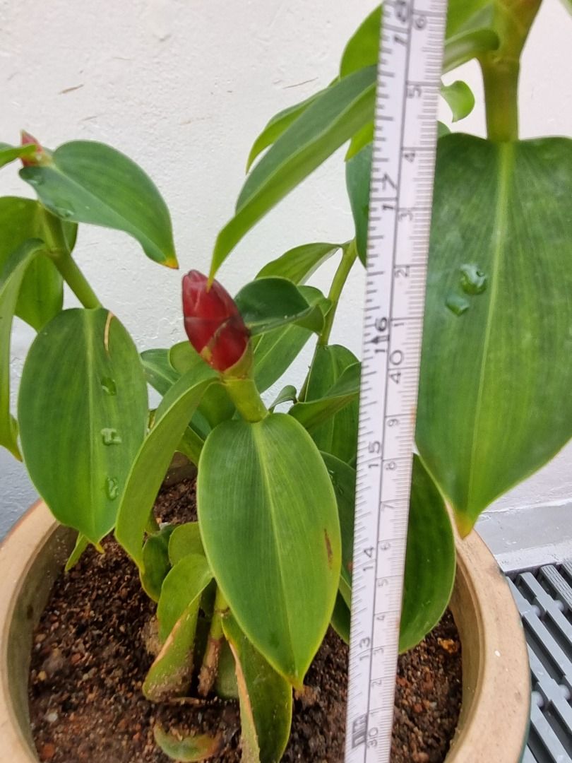 Plants - 3 pots of Red Bulb Ginger for $20, Furniture & Home Living ...