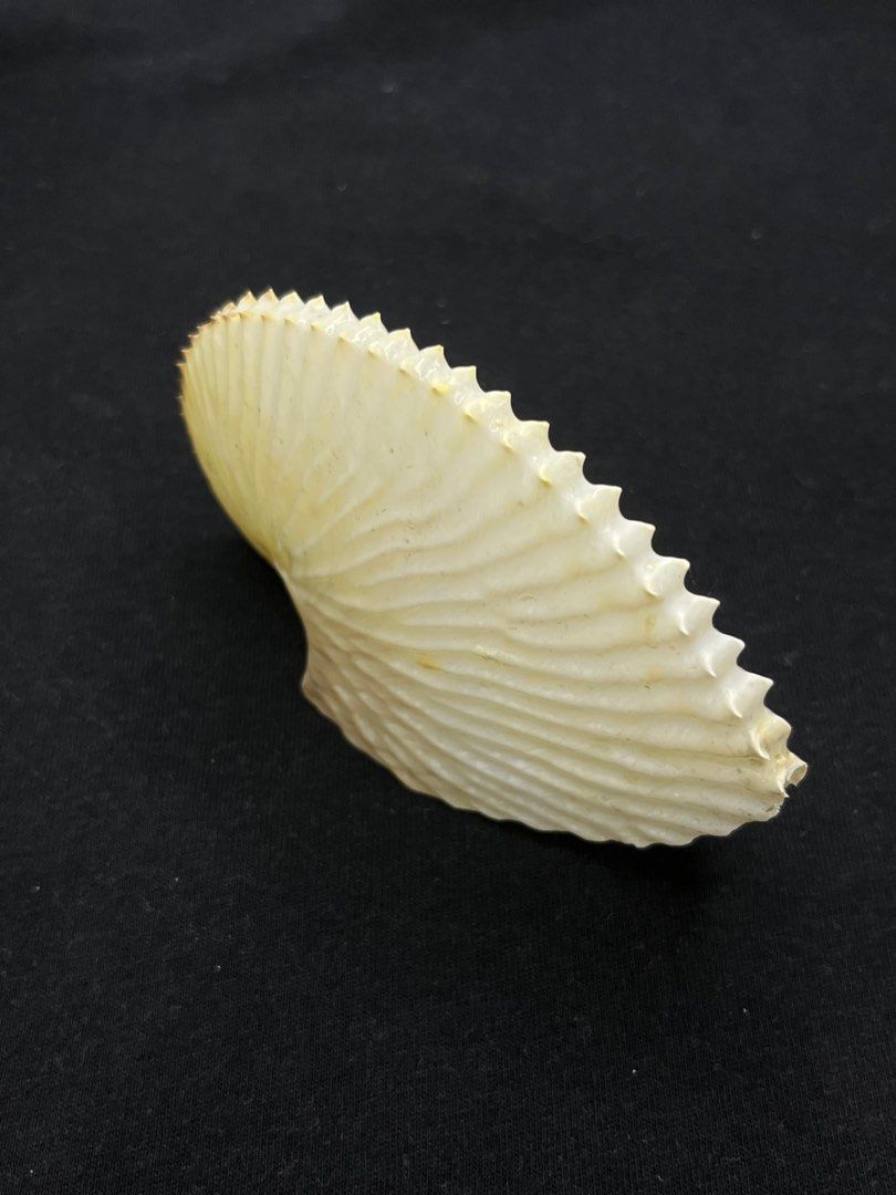 Seashell Paper Nautilus Argonauta Argo, Hobbies & Toys, Memorabilia ...