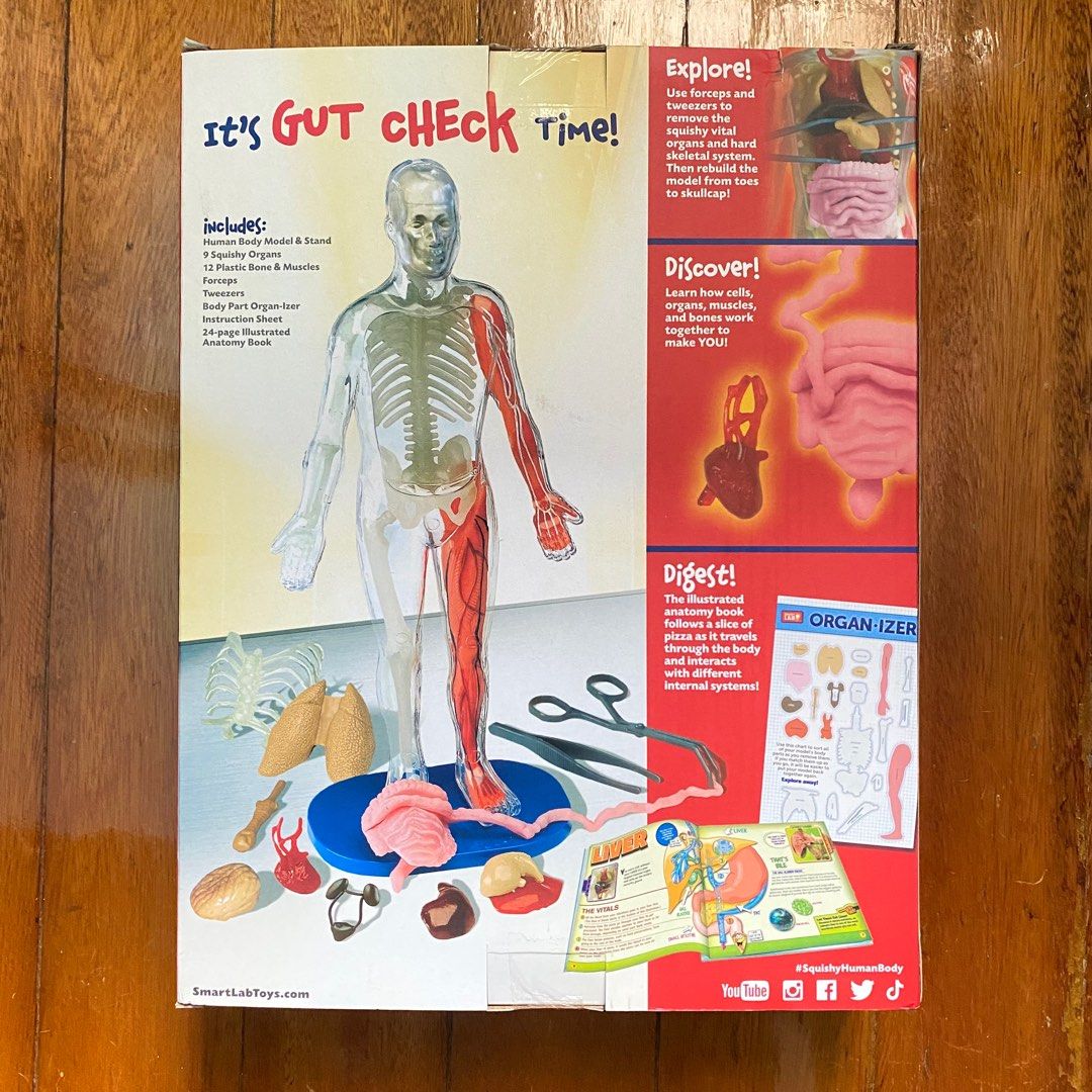 Squishy Human Body (Smart Lab), Hobbies & Toys, Toys & Games on Carousell